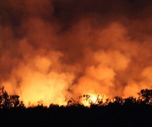 As queimadas e suas consequências para o meio ambiente - Diário X