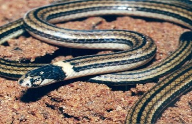 Nova espécie de serpente é descrita por projeto científico da UFMS ...