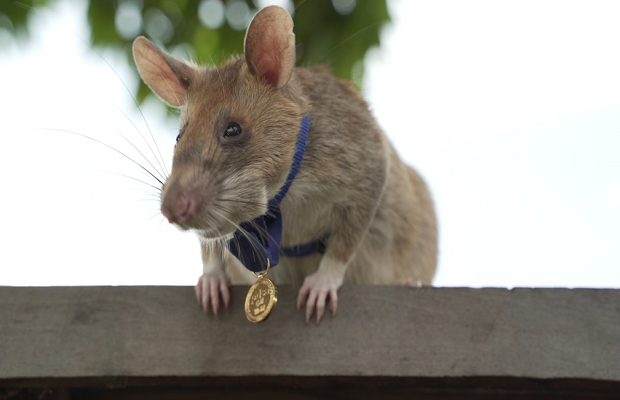Rato farejador de minas terrestres ganha prêmio de bravura animal no ...